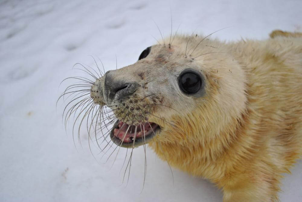 ArcanaGIS | Systemy informacji geograficznej